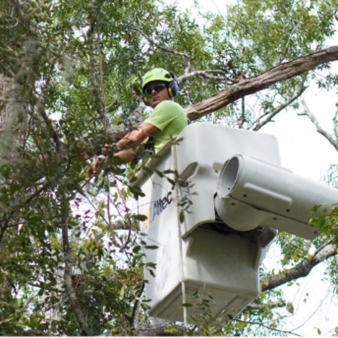 Tree Service in Brooksville, Florida | Tree Care by Robert Miller